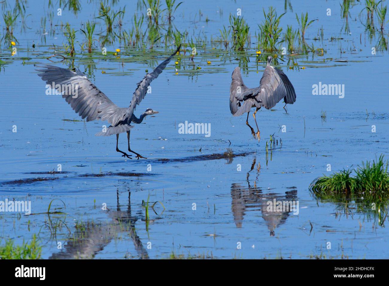 gray heron, gray herons Stock Photo - Alamy