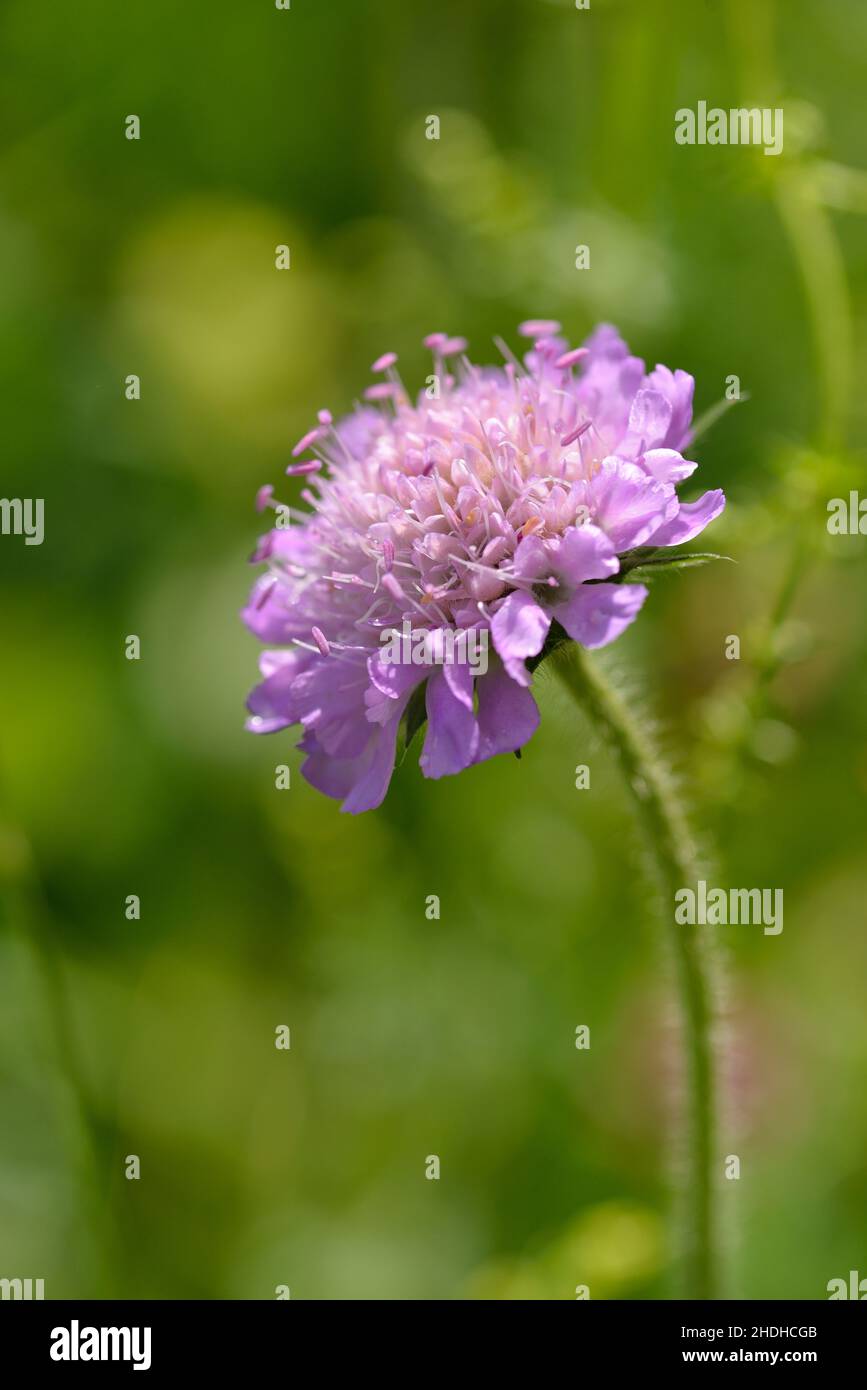 Meadows scabious hi-res stock photography and images - Alamy