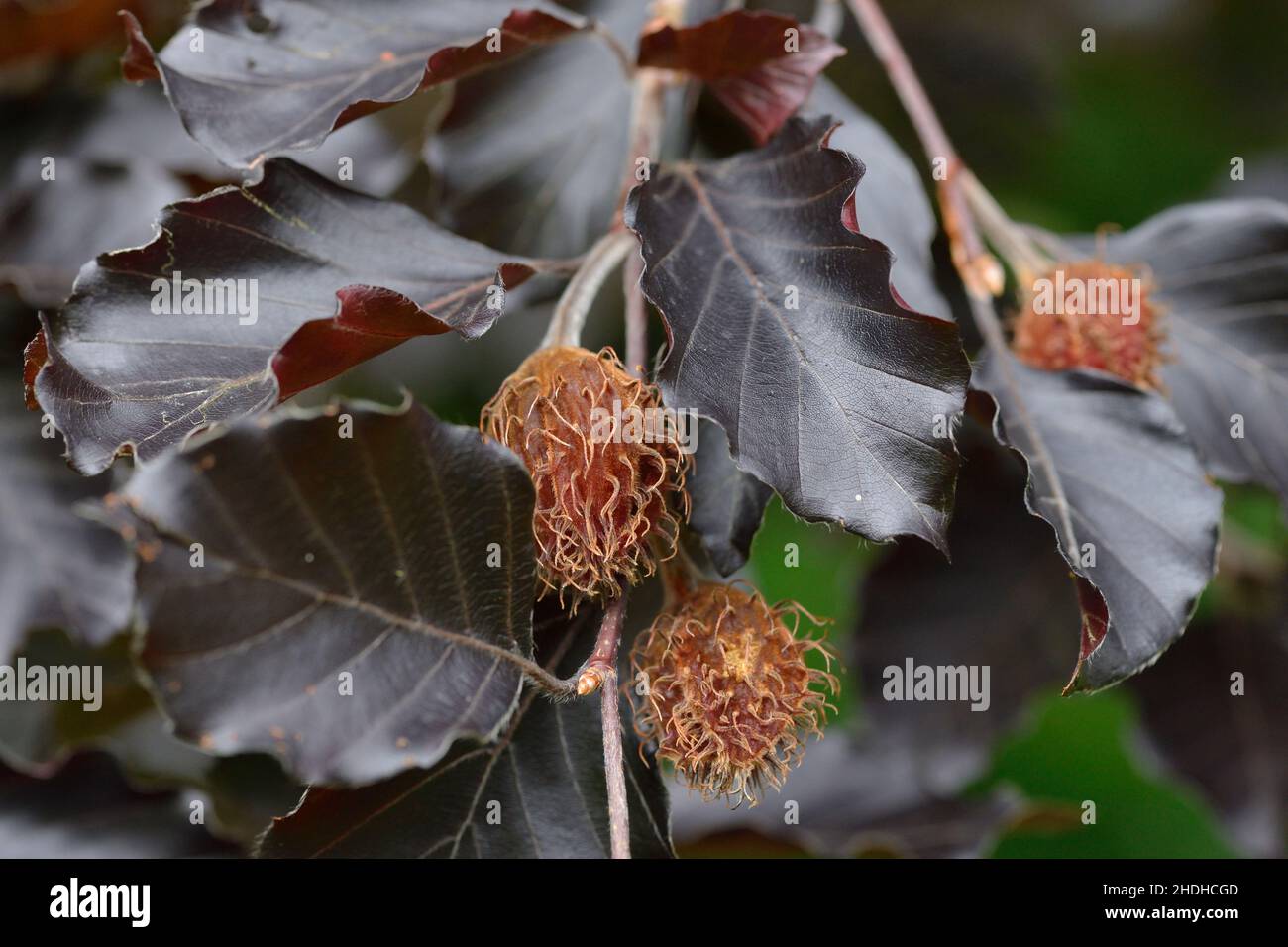 beech, beech nut, beechs, beech-nuts Stock Photo - Alamy