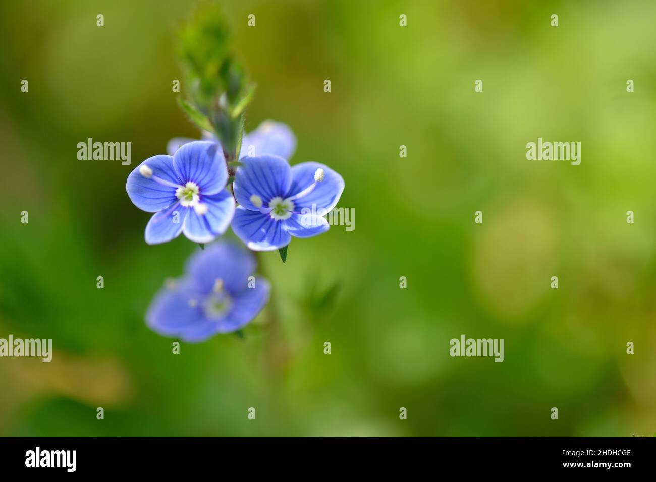 veronica plant, veronica plants Stock Photo - Alamy