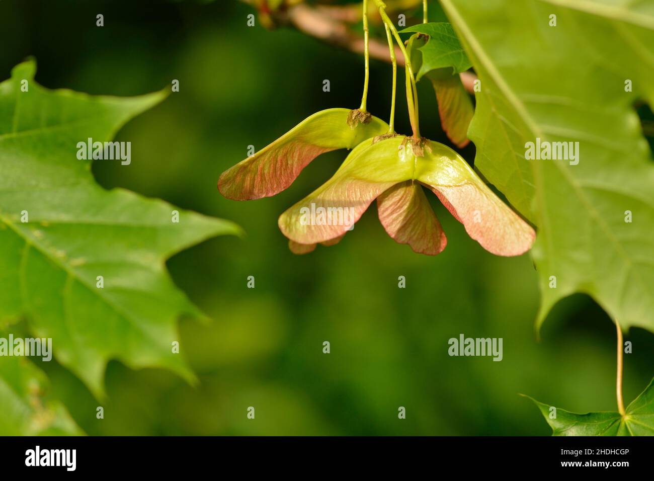 fruit, maple, fruits, maples Stock Photo - Alamy