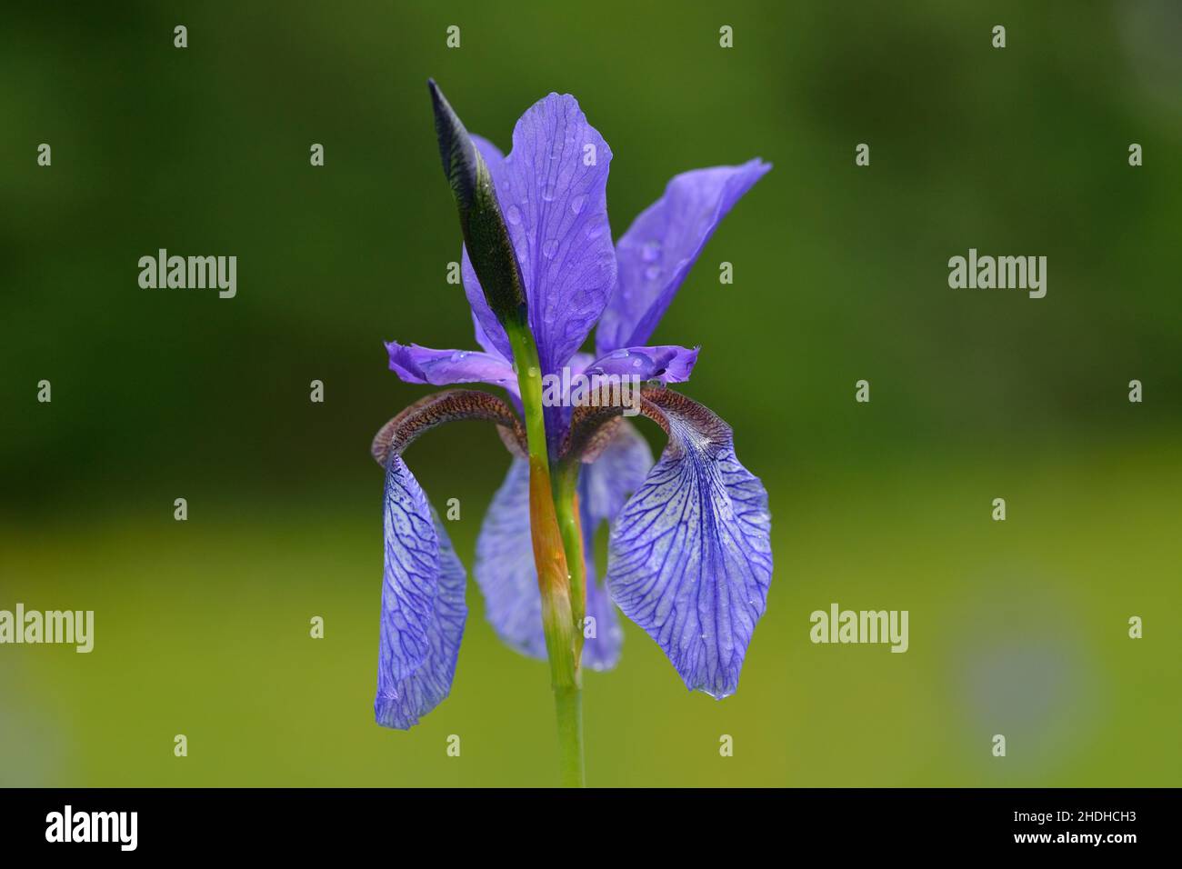 sword lily, siberian iris, sword lilies Stock Photo - Alamy