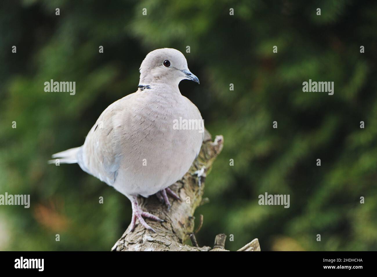 Deaf birds hi-res stock photography and images - Alamy