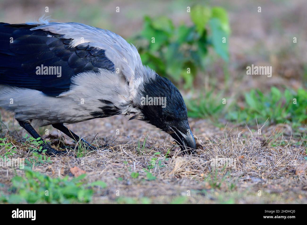 foraging, crow, crows Stock Photo - Alamy