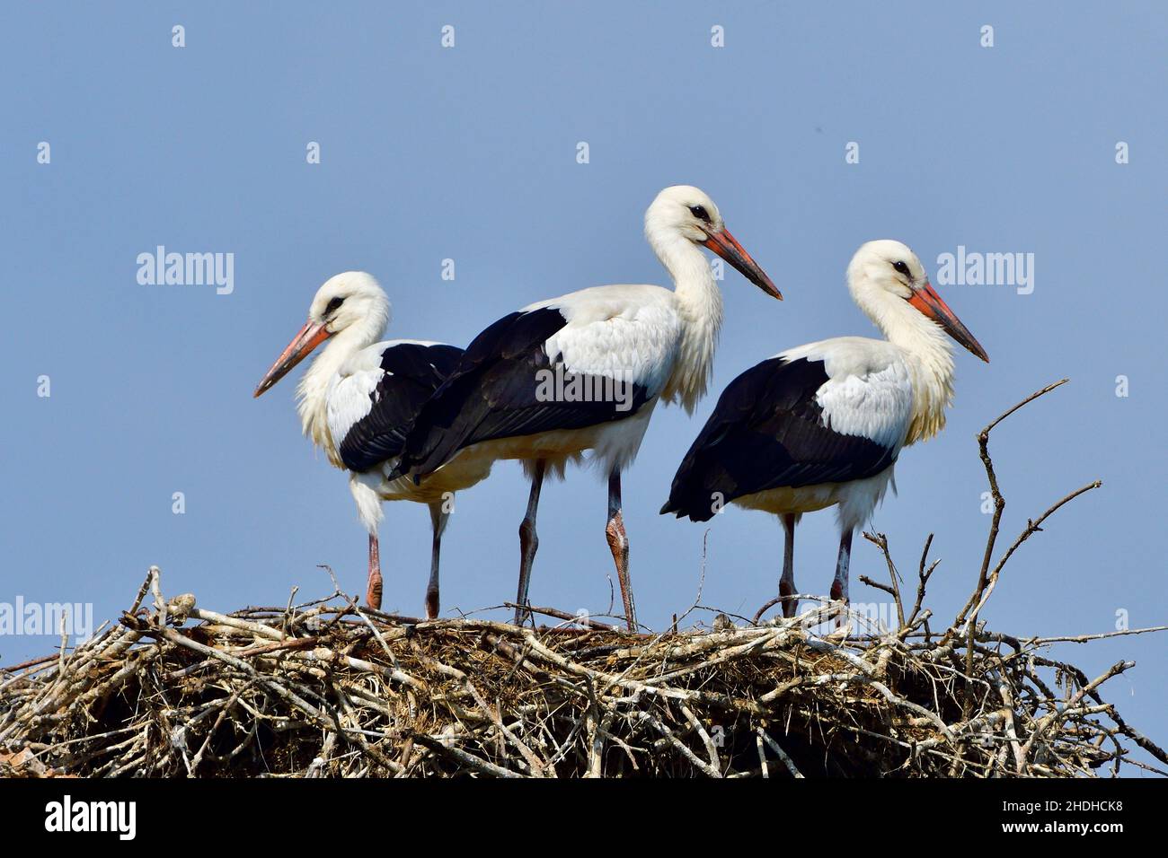 white stork, stork nest, white storks, stork nests Stock Photo - Alamy