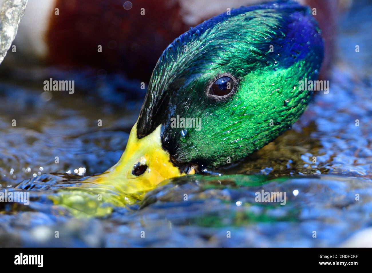 drinking, drake, to drink, drakes Stock Photo - Alamy