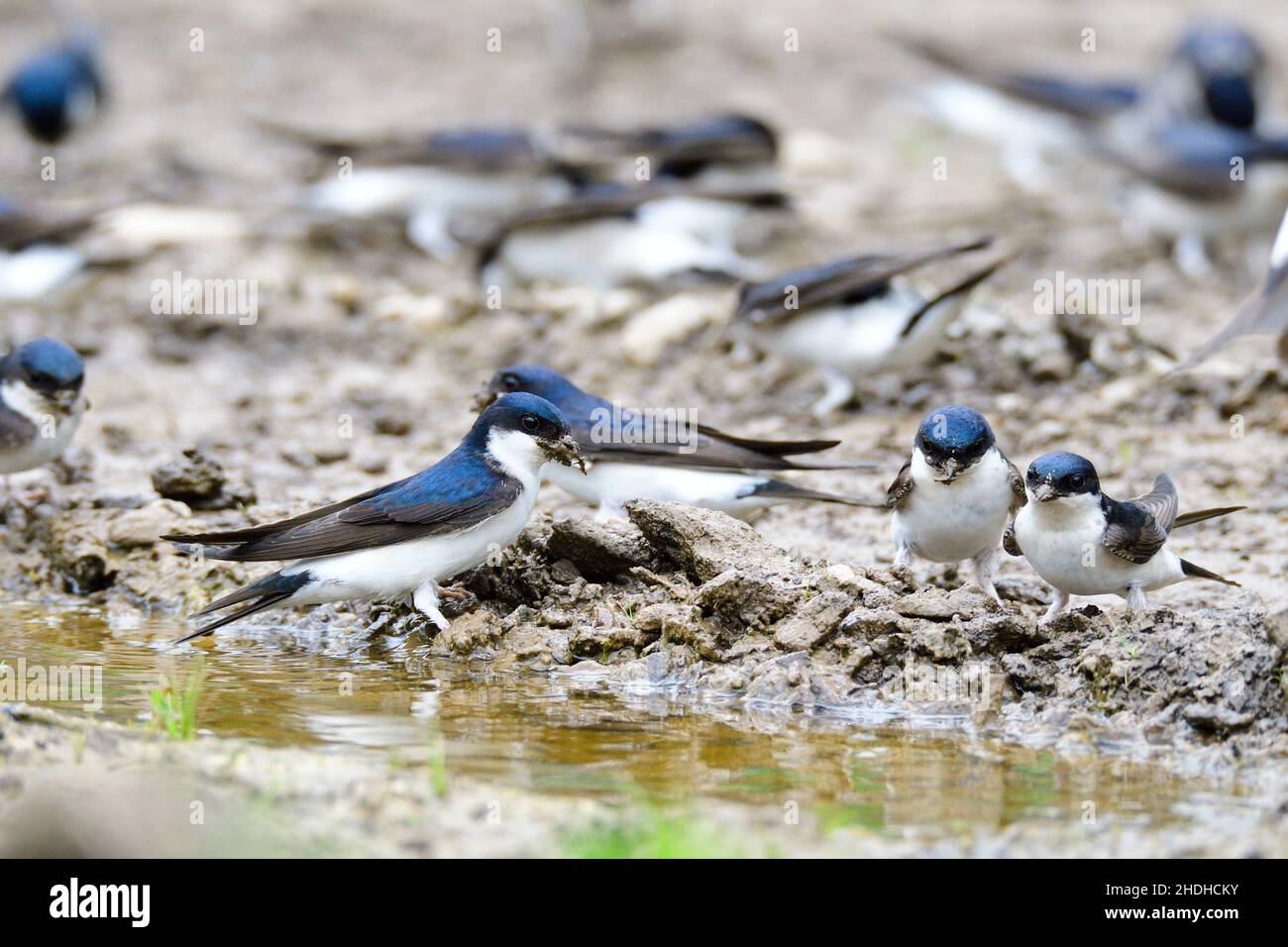House martin swallow bird hi-res stock photography and images - Alamy