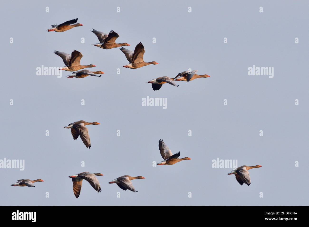 flying, crane, fly, to fly, cranes Stock Photo - Alamy