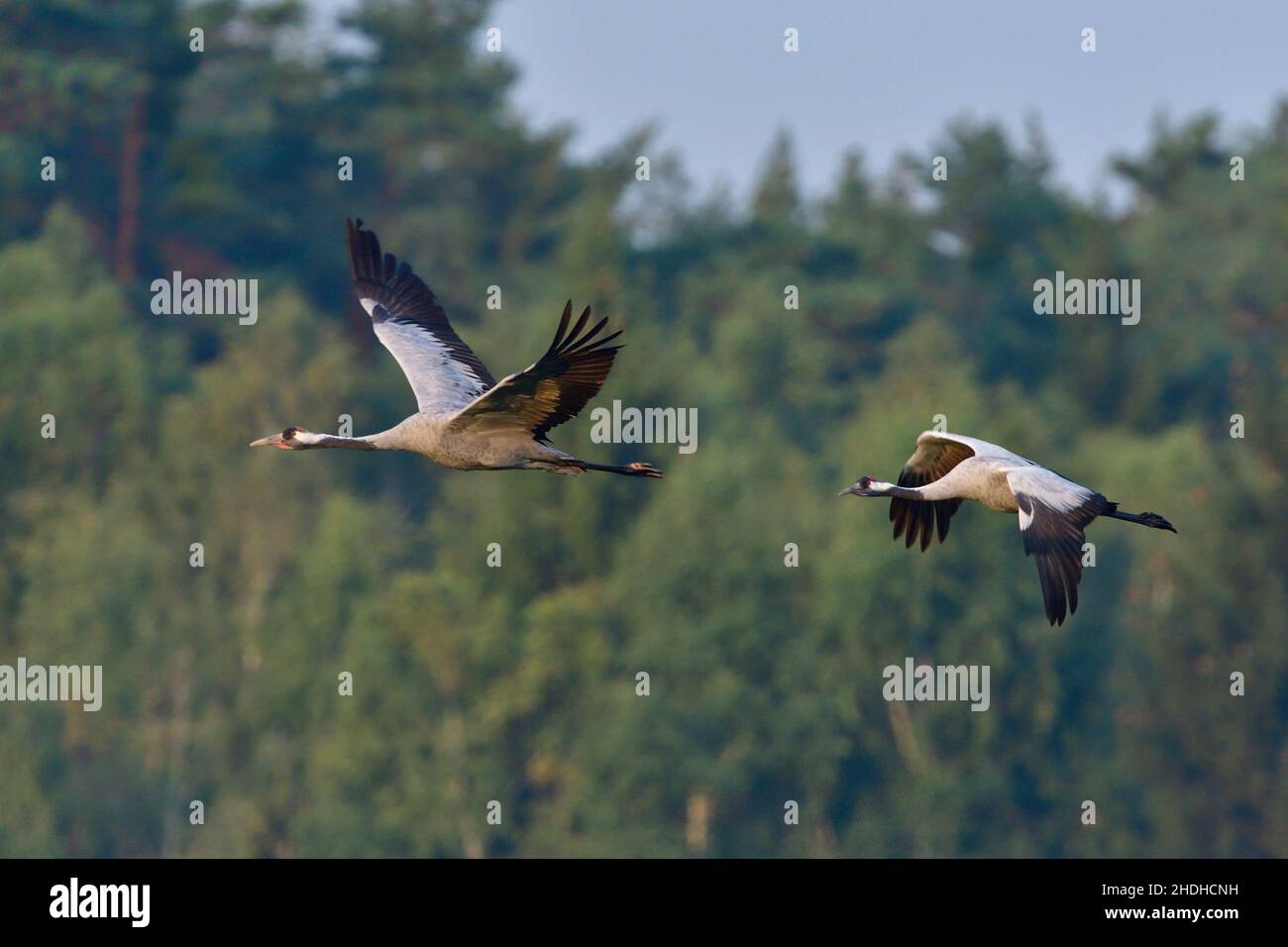 Two flying cranes hi-res stock photography and images - Alamy