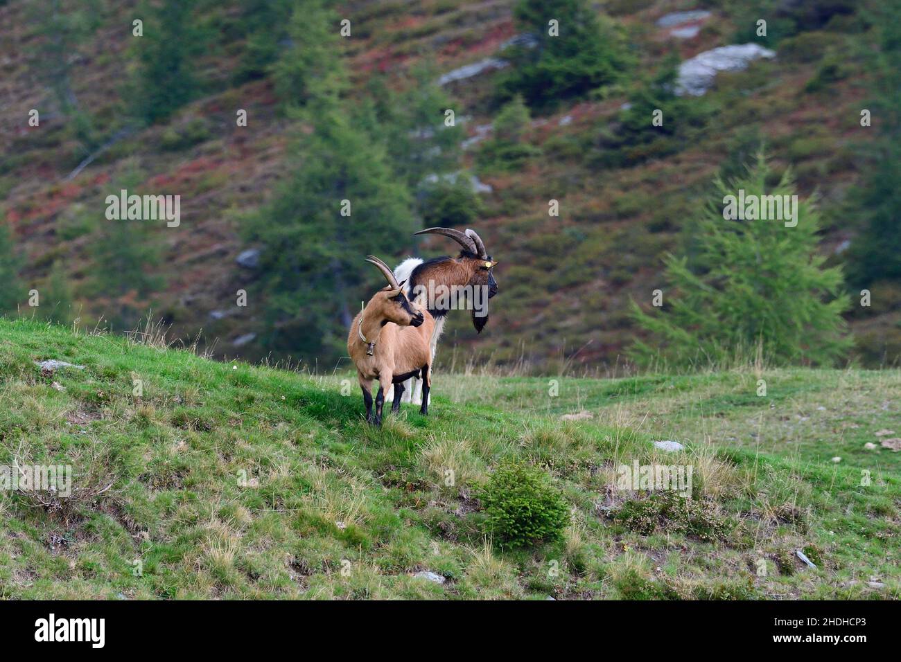 Thuringian goat hi-res stock photography and images - Alamy