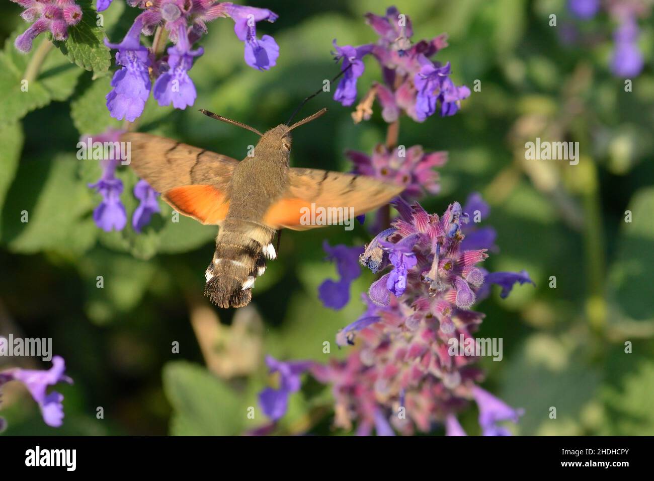 hummingbird hawk-moth, hummingbird hawk-moths Stock Photo - Alamy
