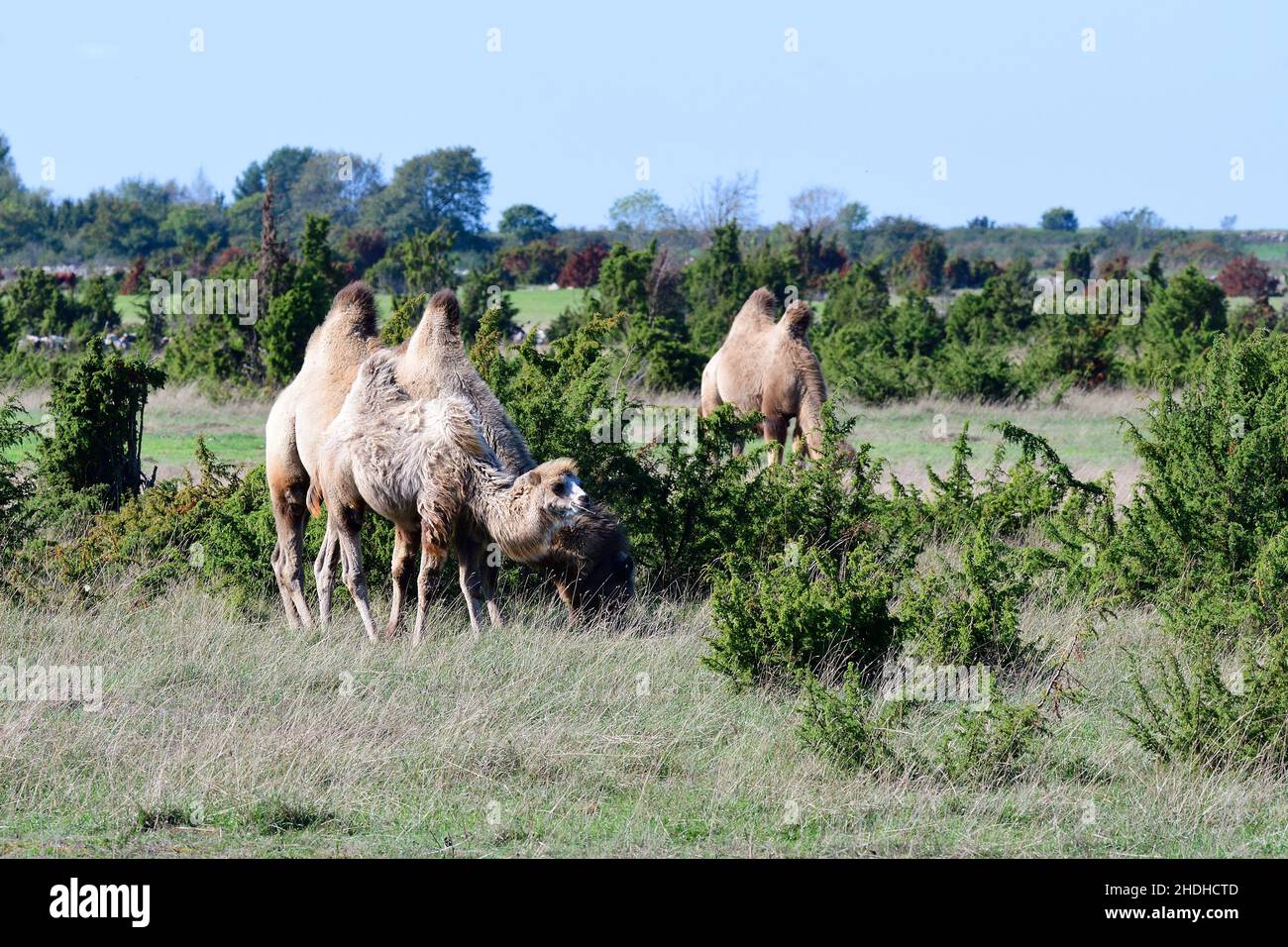 3 camels hi-res stock photography and images - Alamy