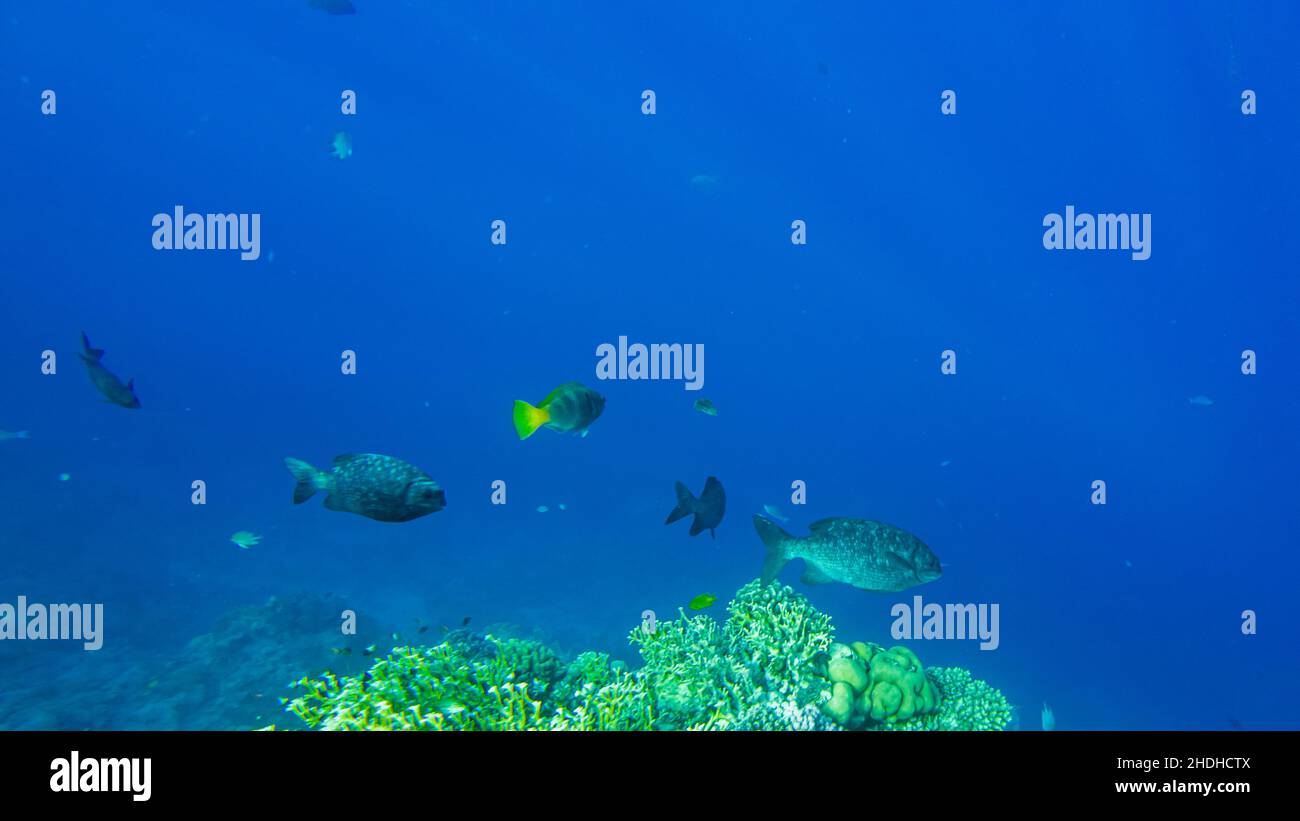 Kyphosus sectator in the blue water of the red sea Stock Photo - Alamy