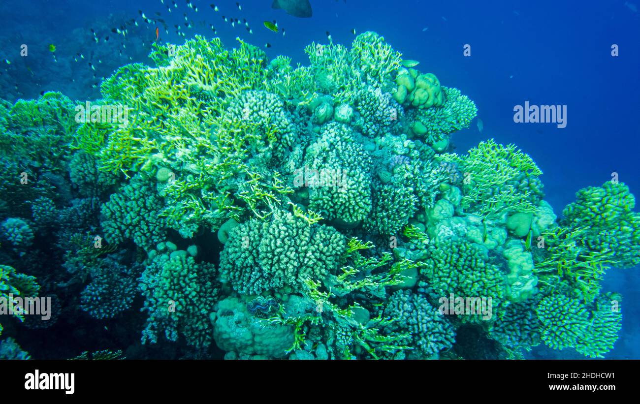 underwater beach of the red sea. underwater life in clear water corals ...