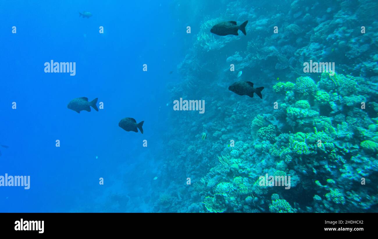 Kyphosus sectator in the blue water of the red sea Stock Photo - Alamy