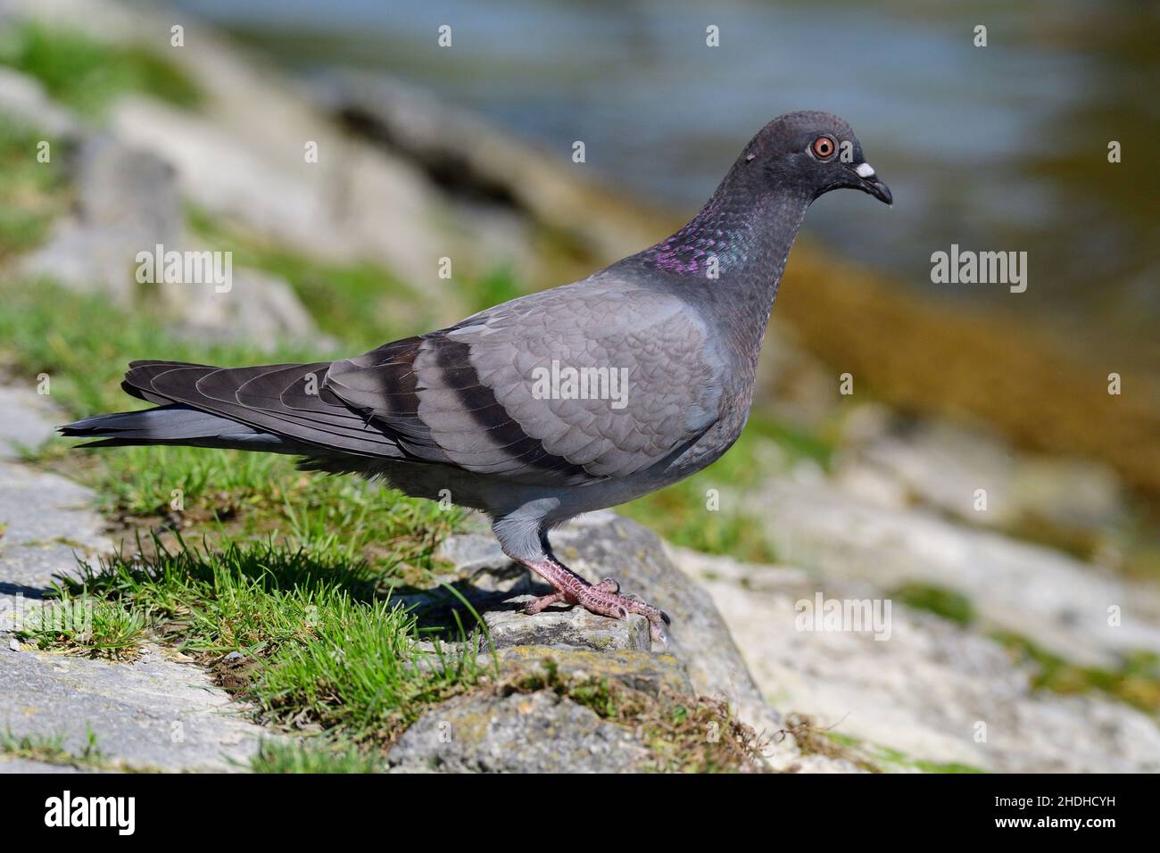 Rock dove bird dove hi-res stock photography and images - Alamy