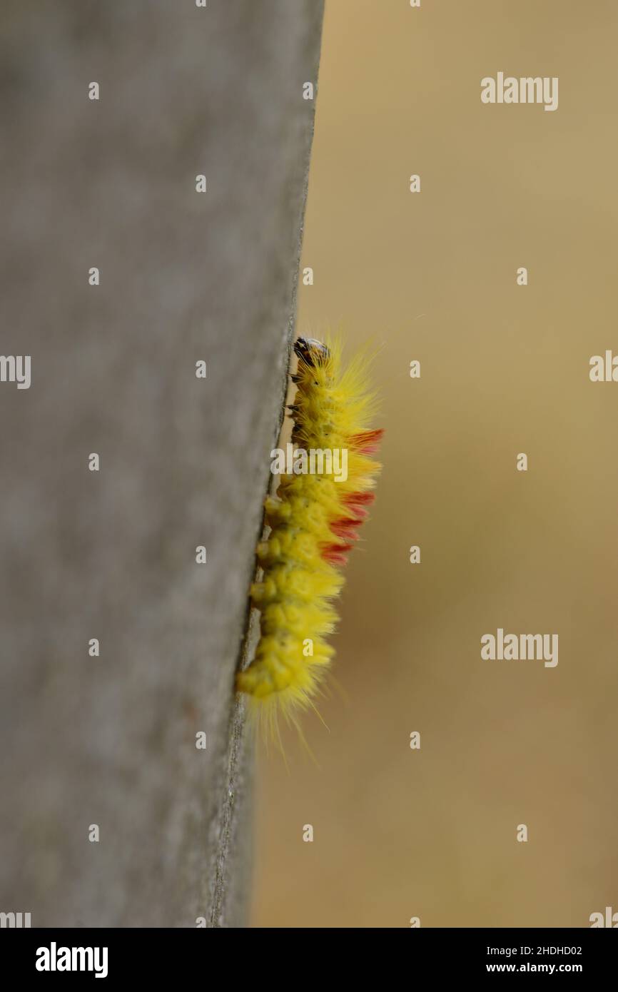 Butterfly larvas hi-res stock photography and images - Alamy