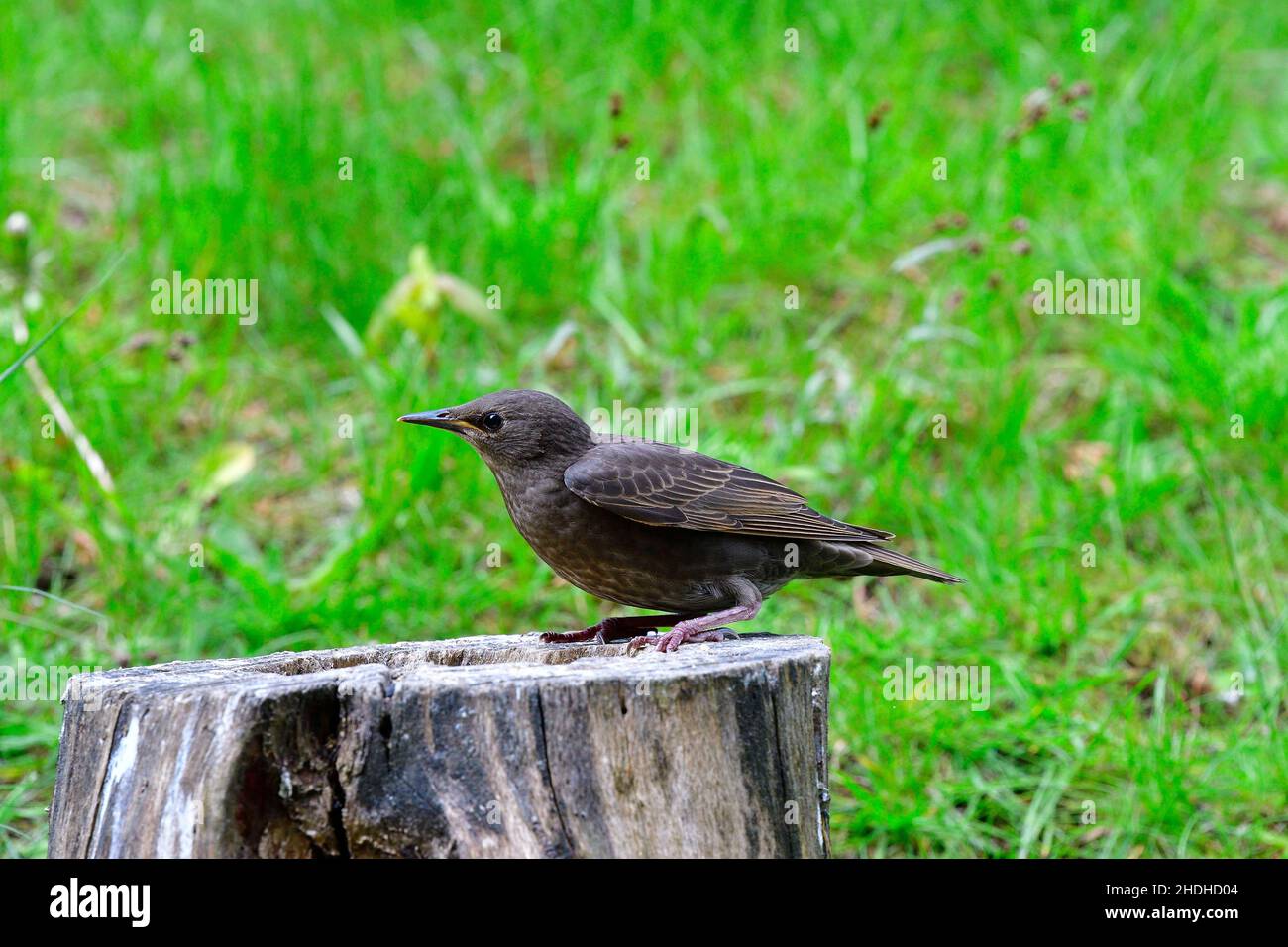 star, young bird, stars, young birds Stock Photo - Alamy