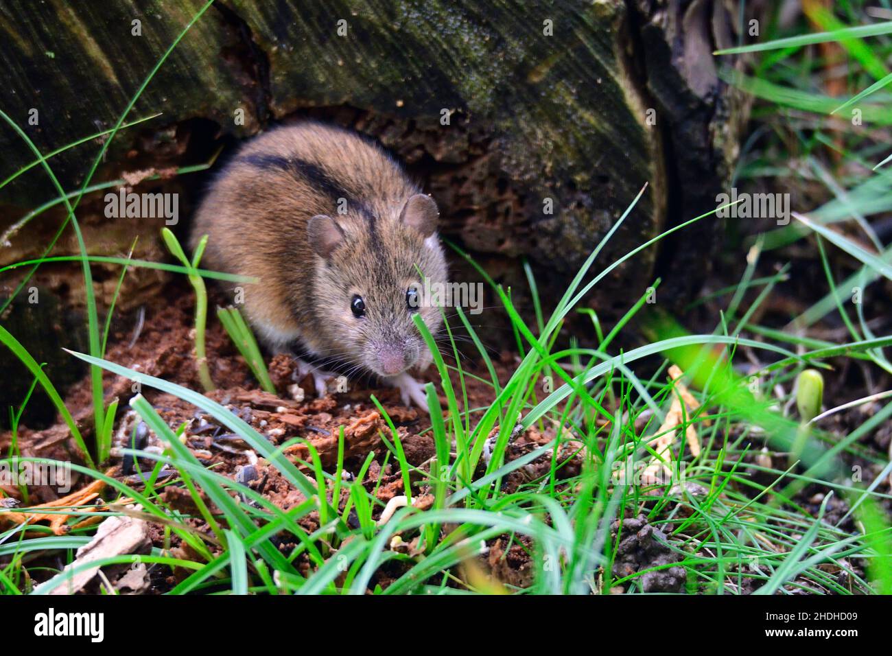 striped field mouse Stock Photo - Alamy