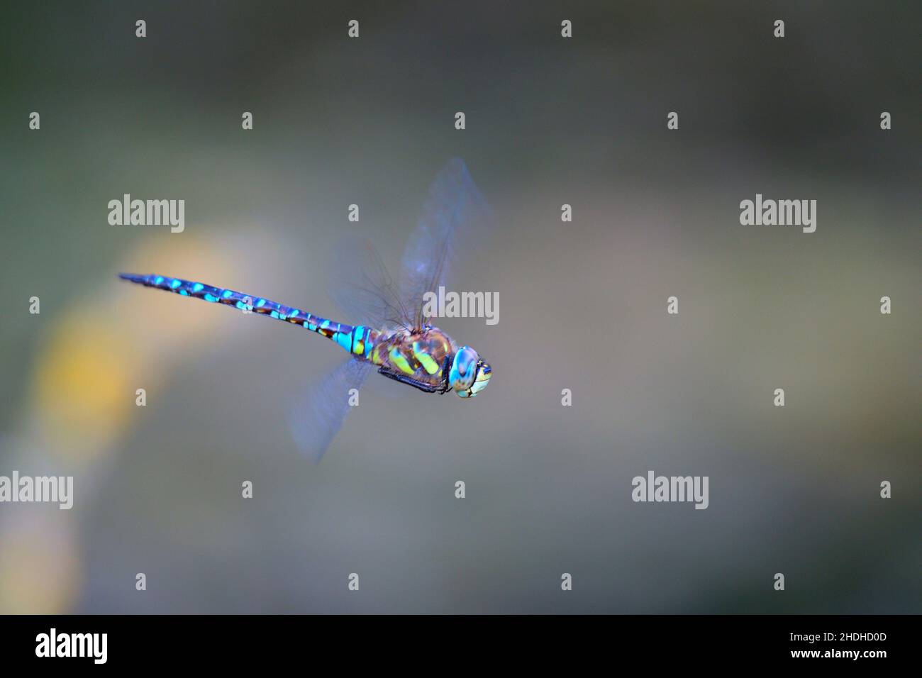 dragonfly, southern hawker, dragonflies, blue hawker Stock Photo - Alamy