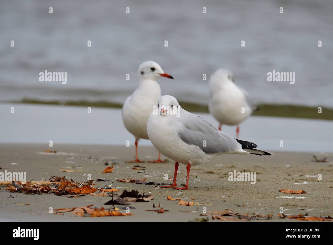Baltic gulls hi-res stock photography and images - Alamy