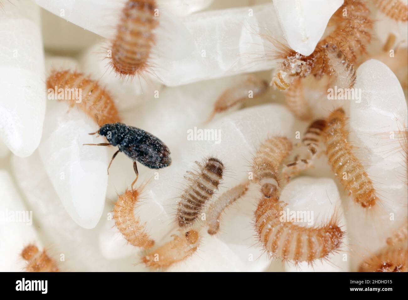 Larvae and beetle of Khapra beetle (Trogoderma granarium) on rice ...