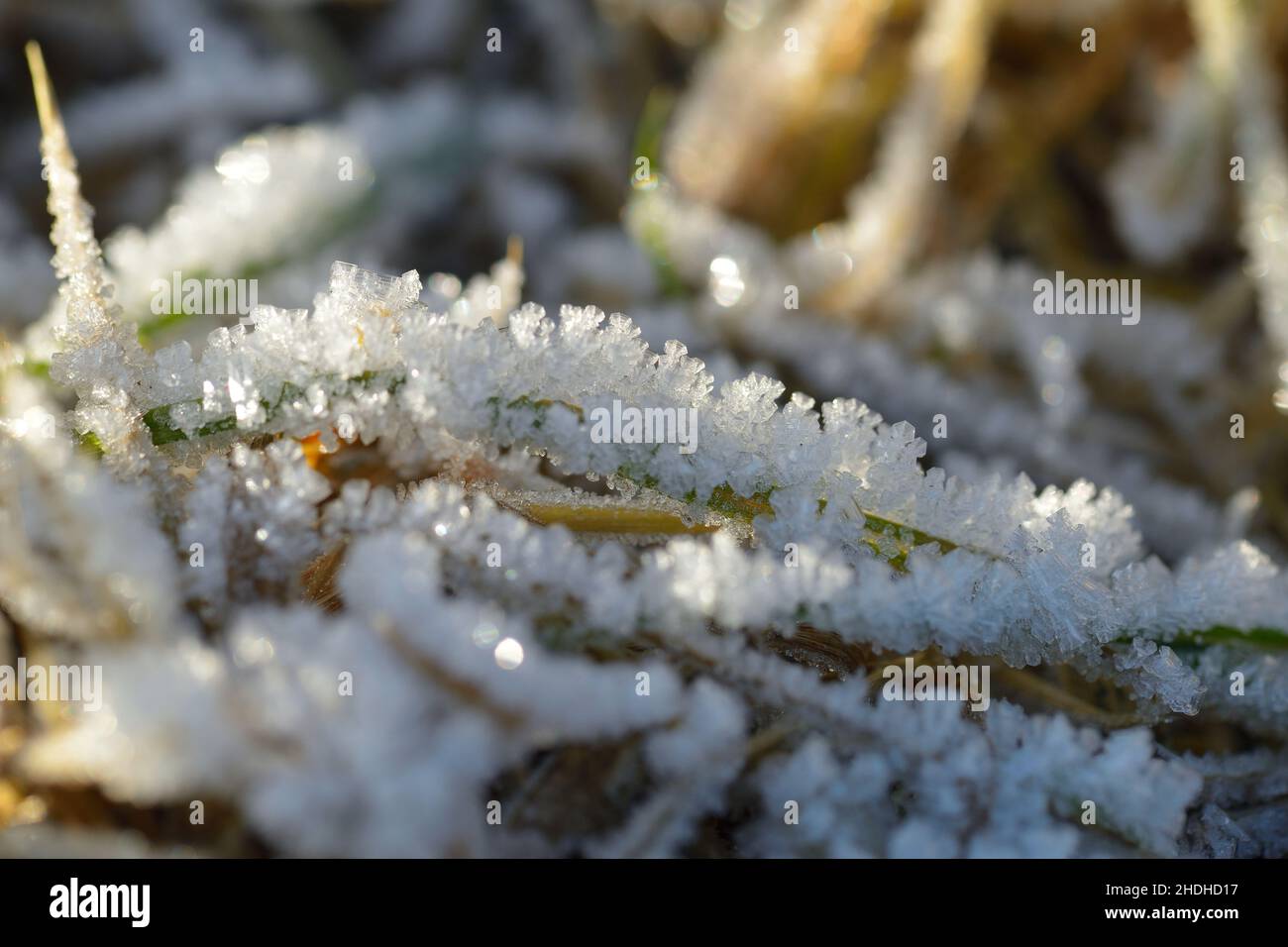 frozen, frost, ice crystals, frozens, frosts, ice crystal Stock Photo ...