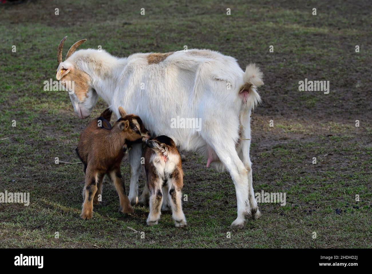 German improved white goat hi-res stock photography and images - Alamy
