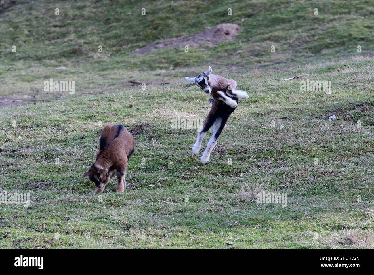 Goat nobody jump hi-res stock photography and images - Alamy