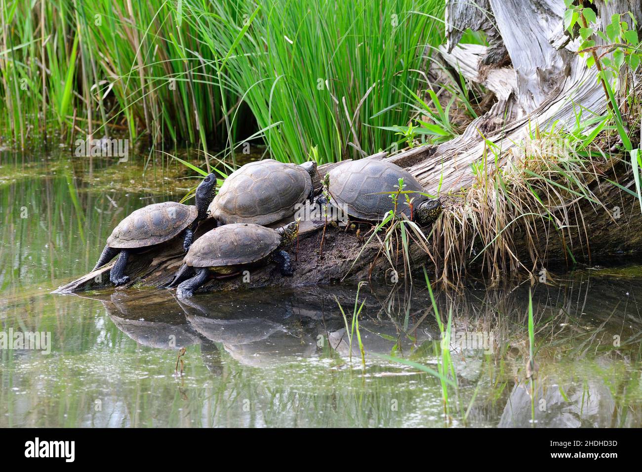 4 turtles hi-res stock photography and images - Alamy