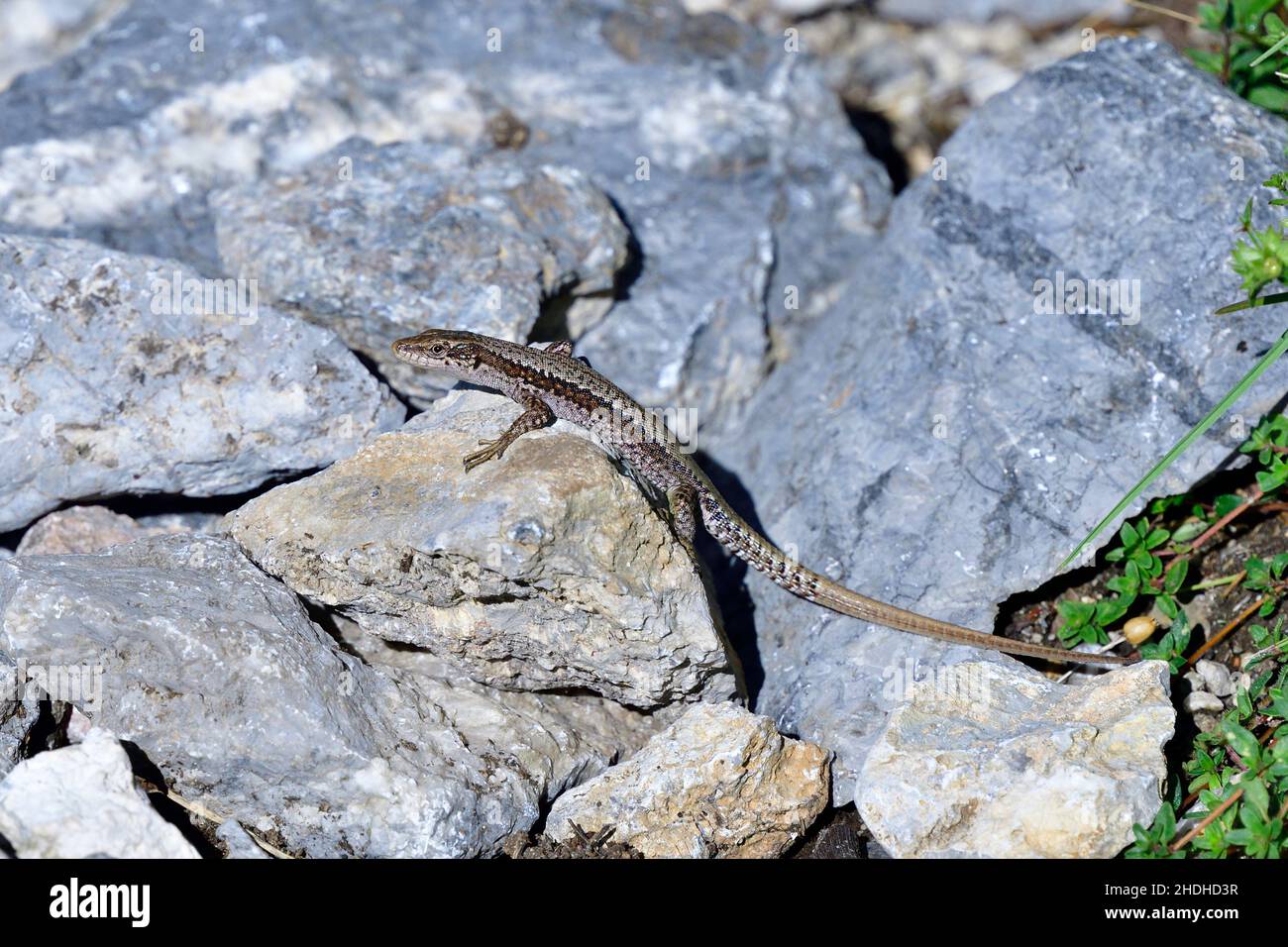 wall lizard, wall lizards Stock Photo - Alamy