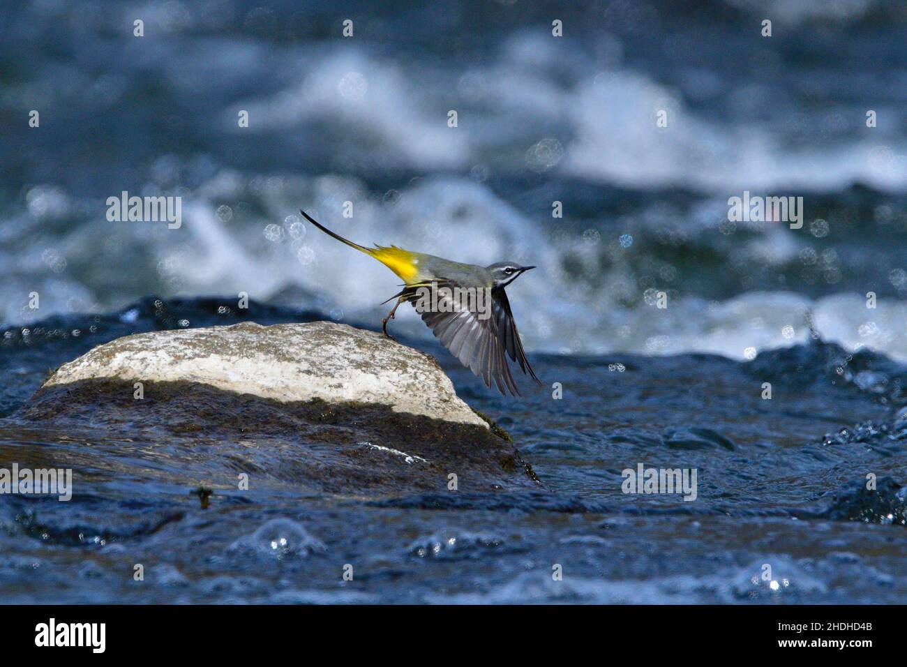 Wagtail flying hi-res stock photography and images - Alamy