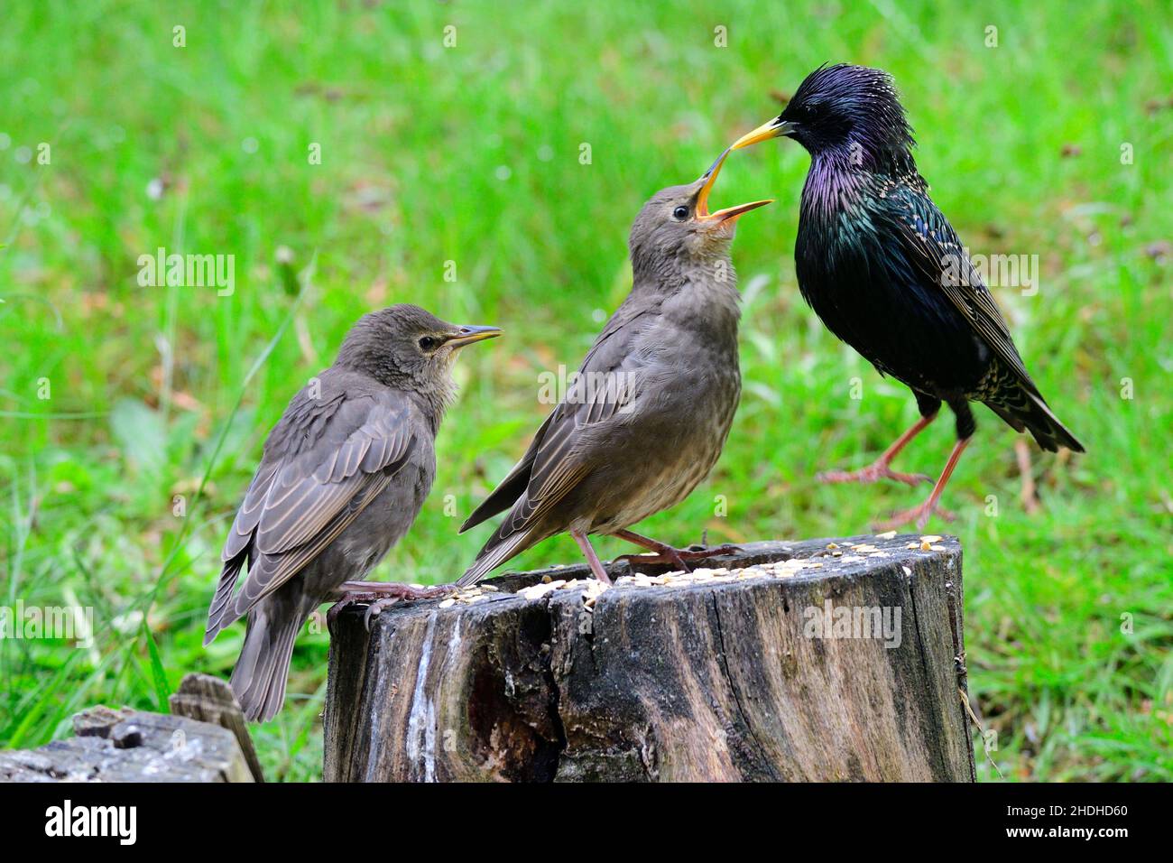 Common starling feeding young hi-res stock photography and images - Alamy