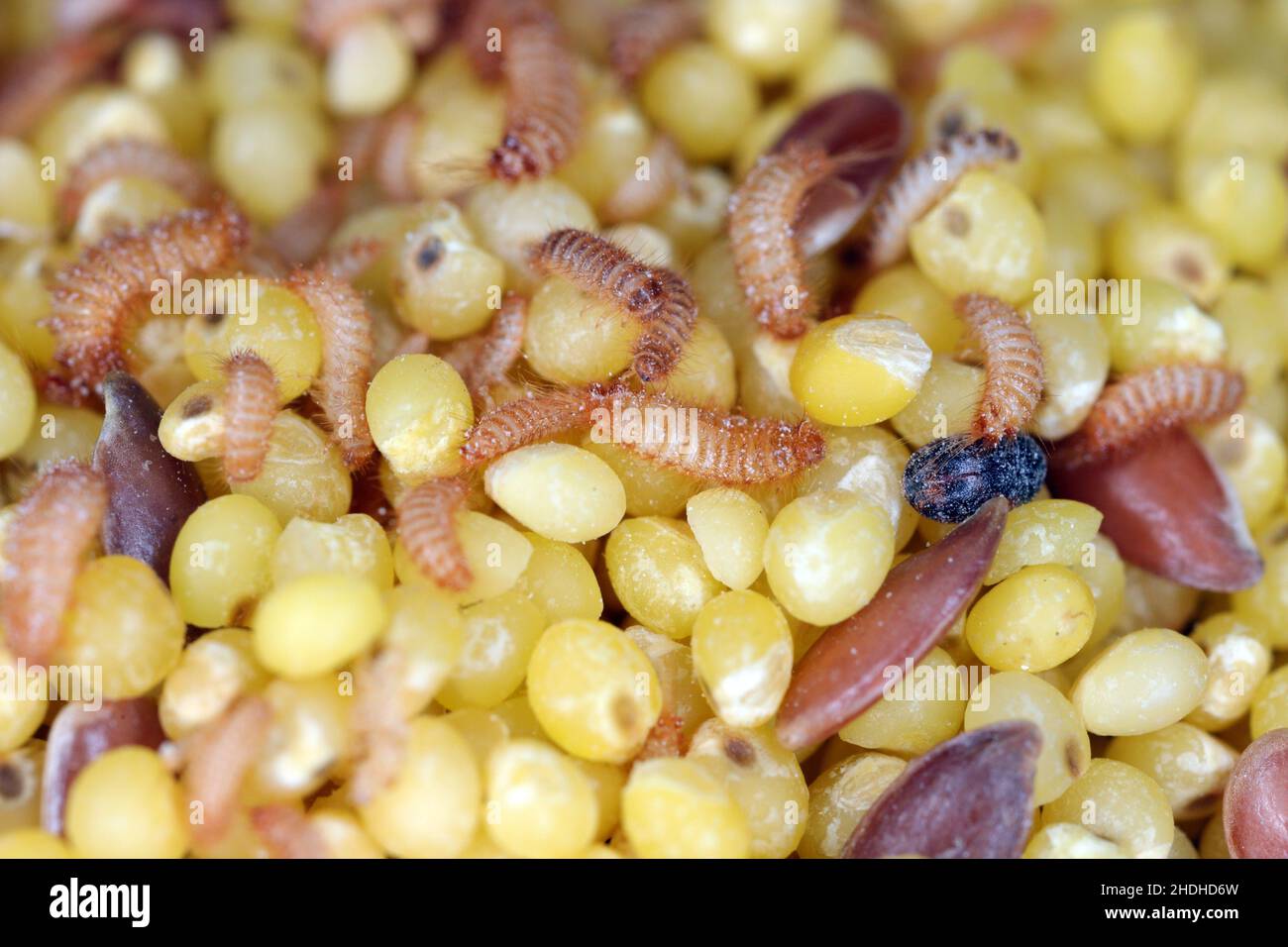 Khapra beetle (Trogoderma granarium) on groats. Dermestidae family pest ...