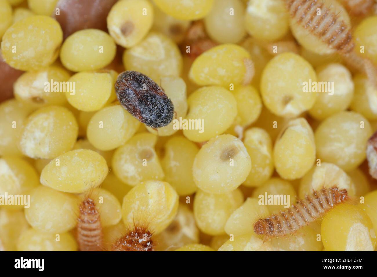 Khapra beetle (Trogoderma granarium) on groats. Dermestidae family pest ...