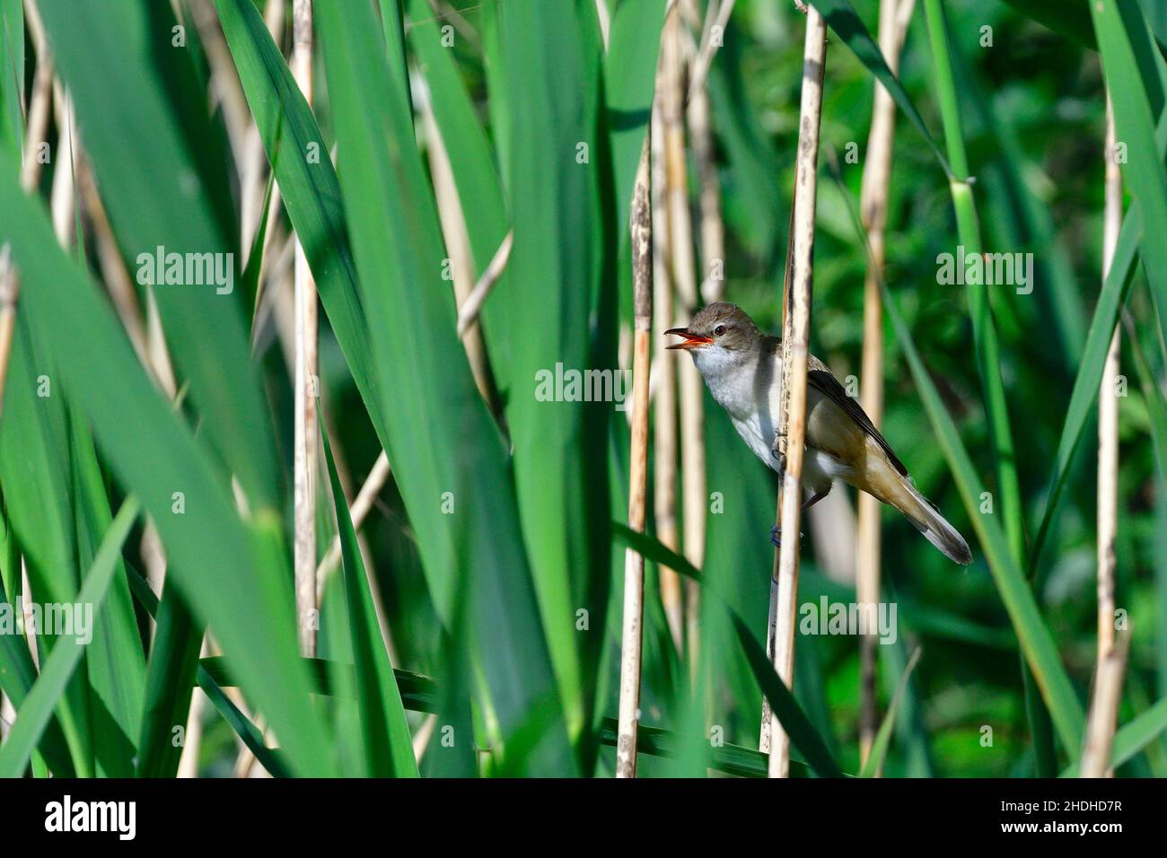 reed warbler, reed warblers Stock Photo - Alamy
