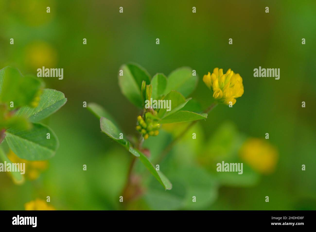 Trifolium dubium hi-res stock photography and images - Alamy
