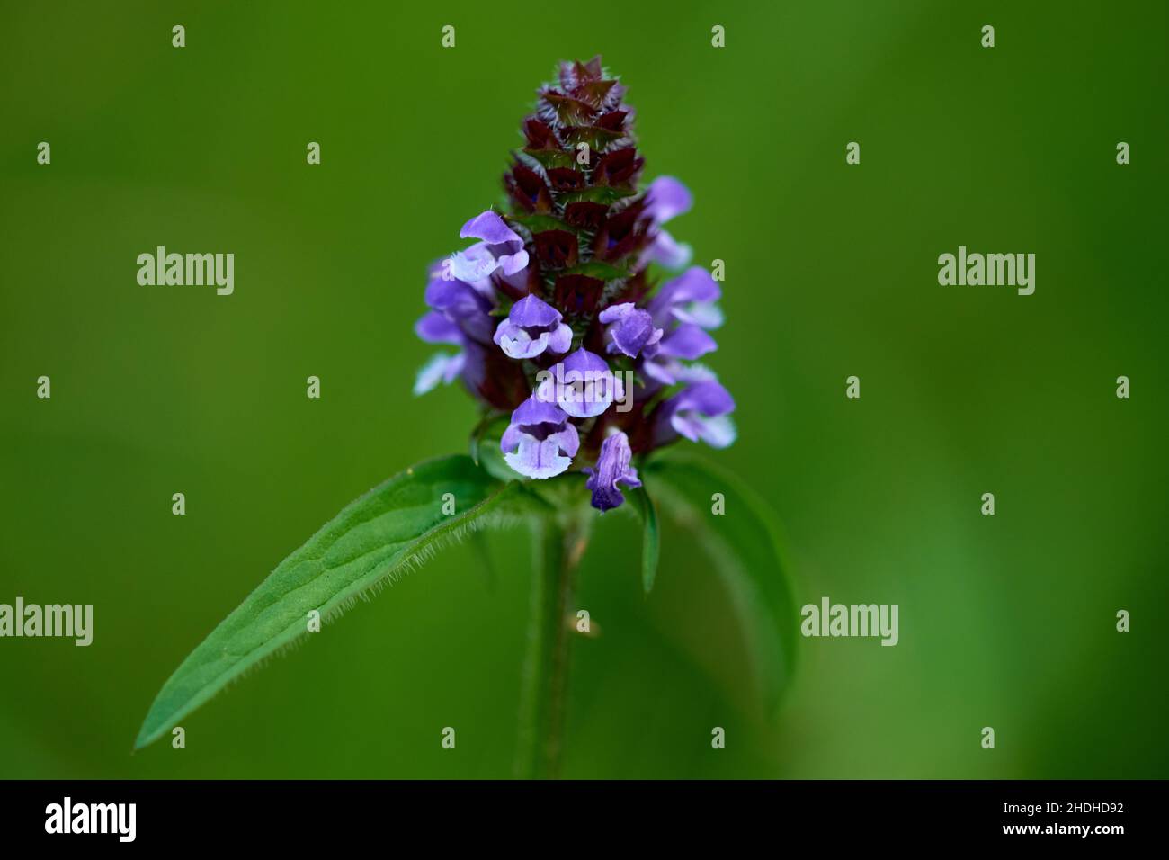 prunella vulgaris, common self-heal, heal-all Stock Photo - Alamy