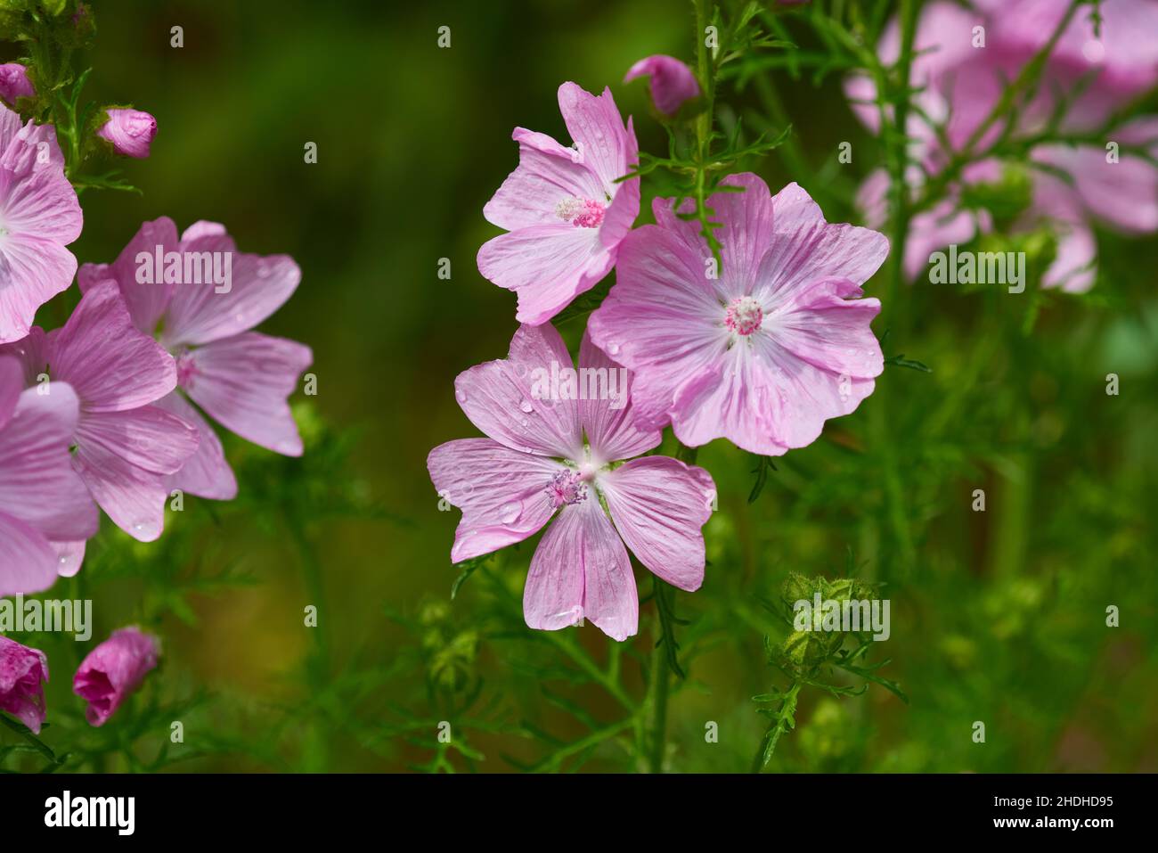 mallow, mallows, milva Stock Photo - Alamy