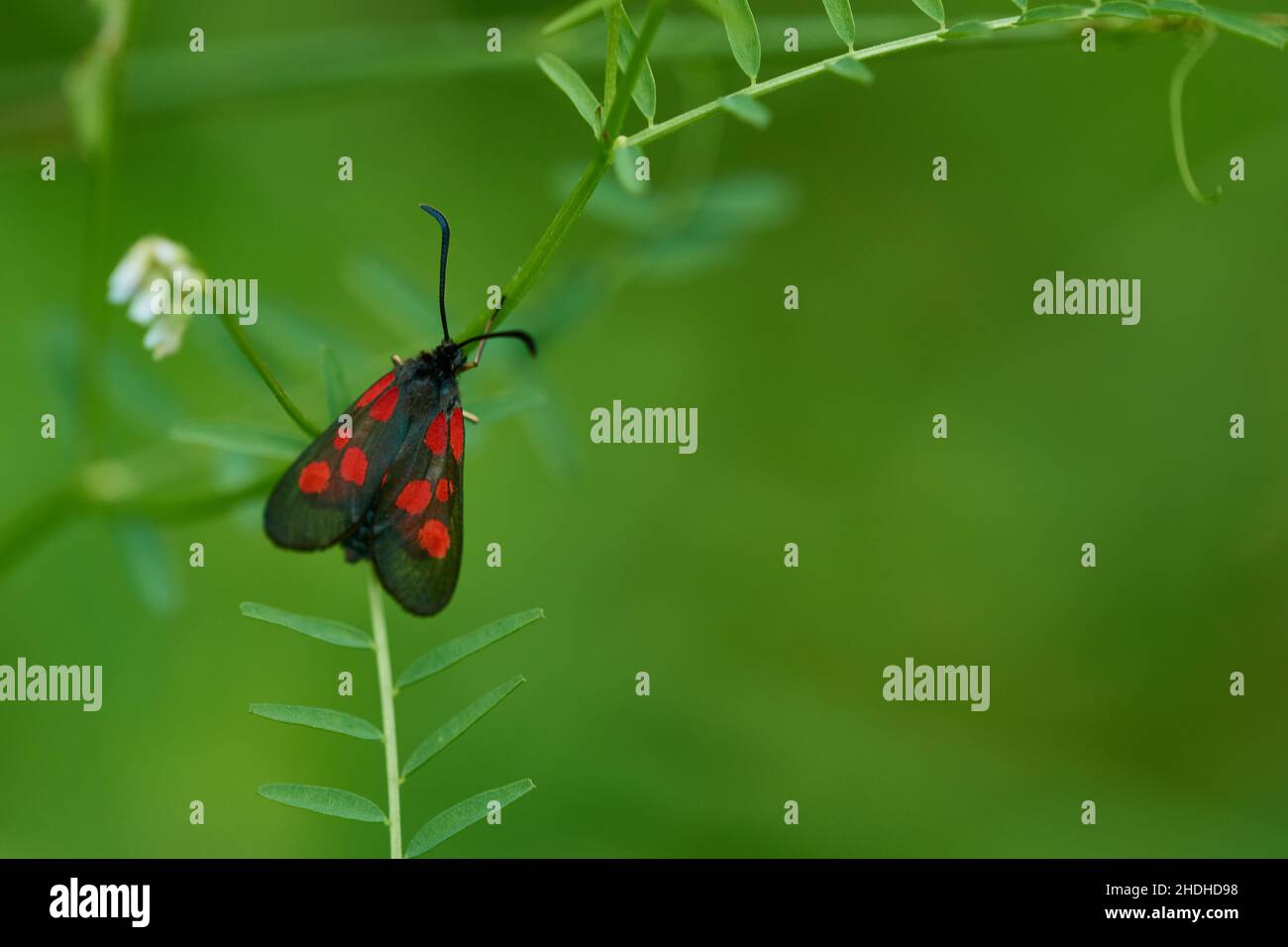 Viciae hi-res stock photography and images - Alamy