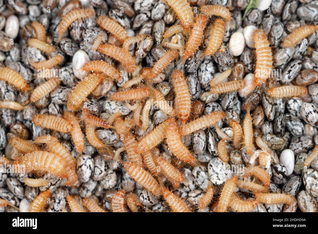 Khapra beetle (Trogoderma granarium) on chia seeds. Dermestidae family ...