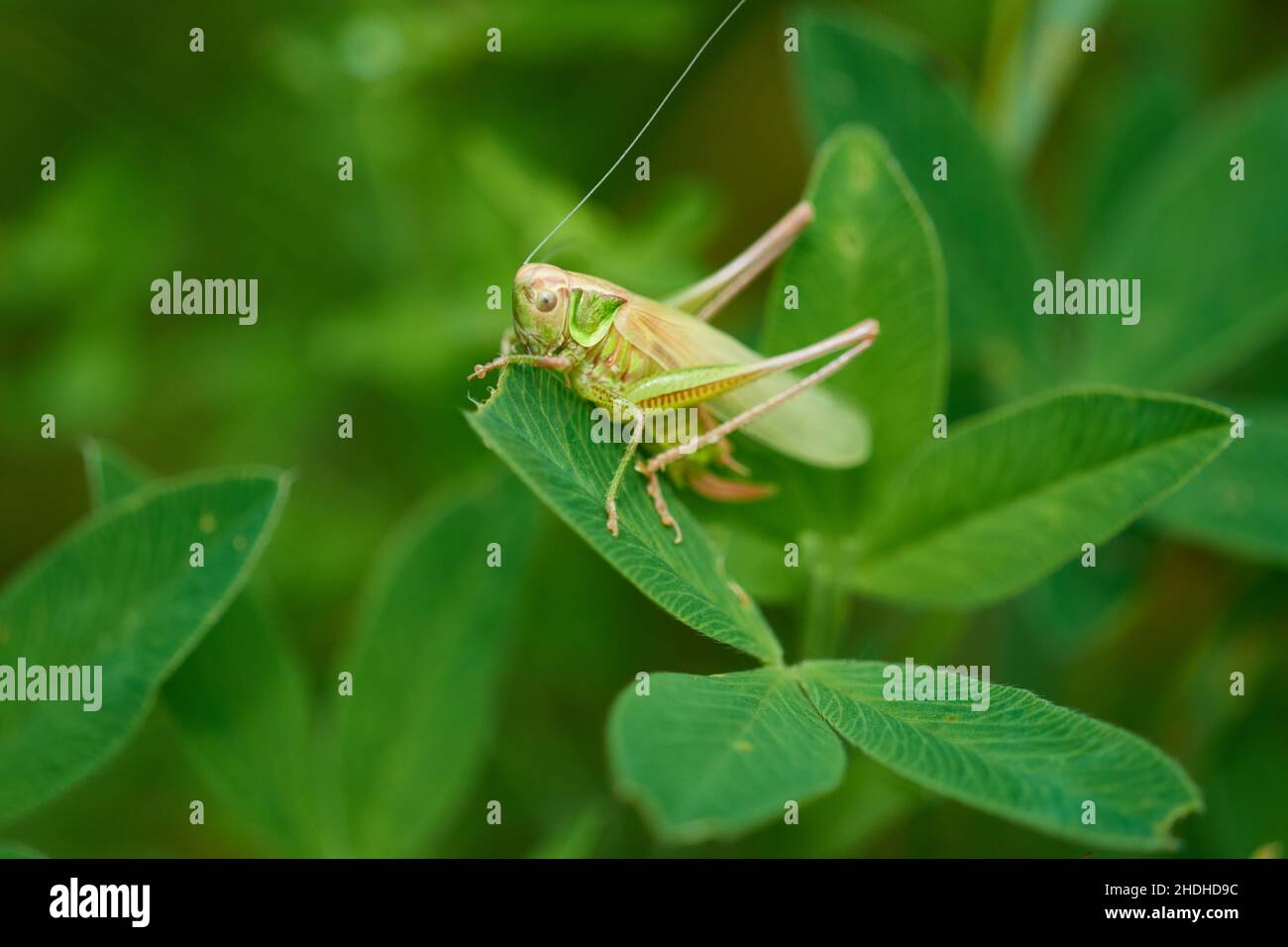 Cricket day one 1 full length hi-res stock photography and images - Alamy