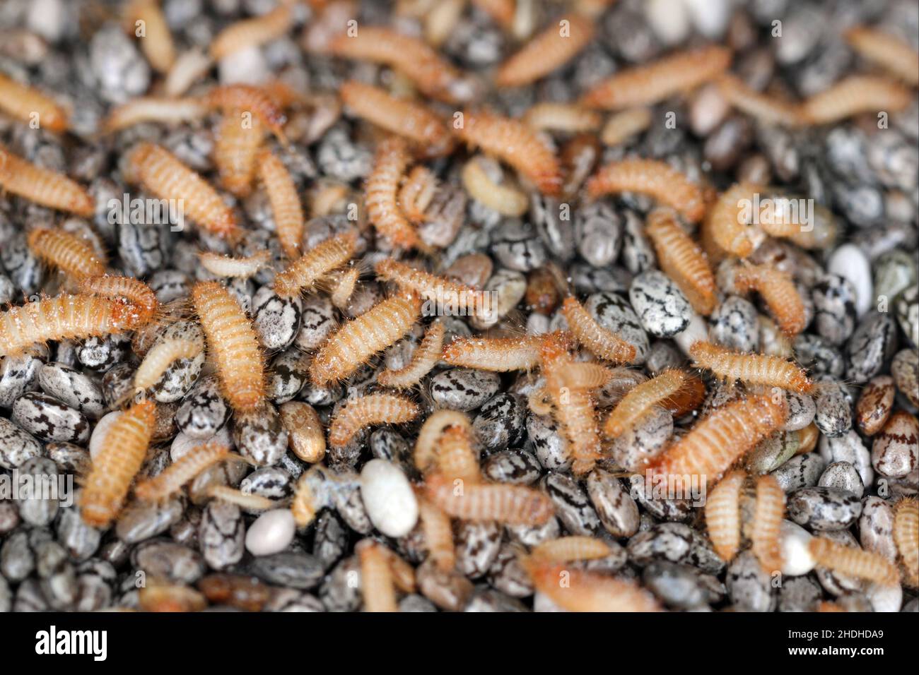 Khapra Beetle Infestation