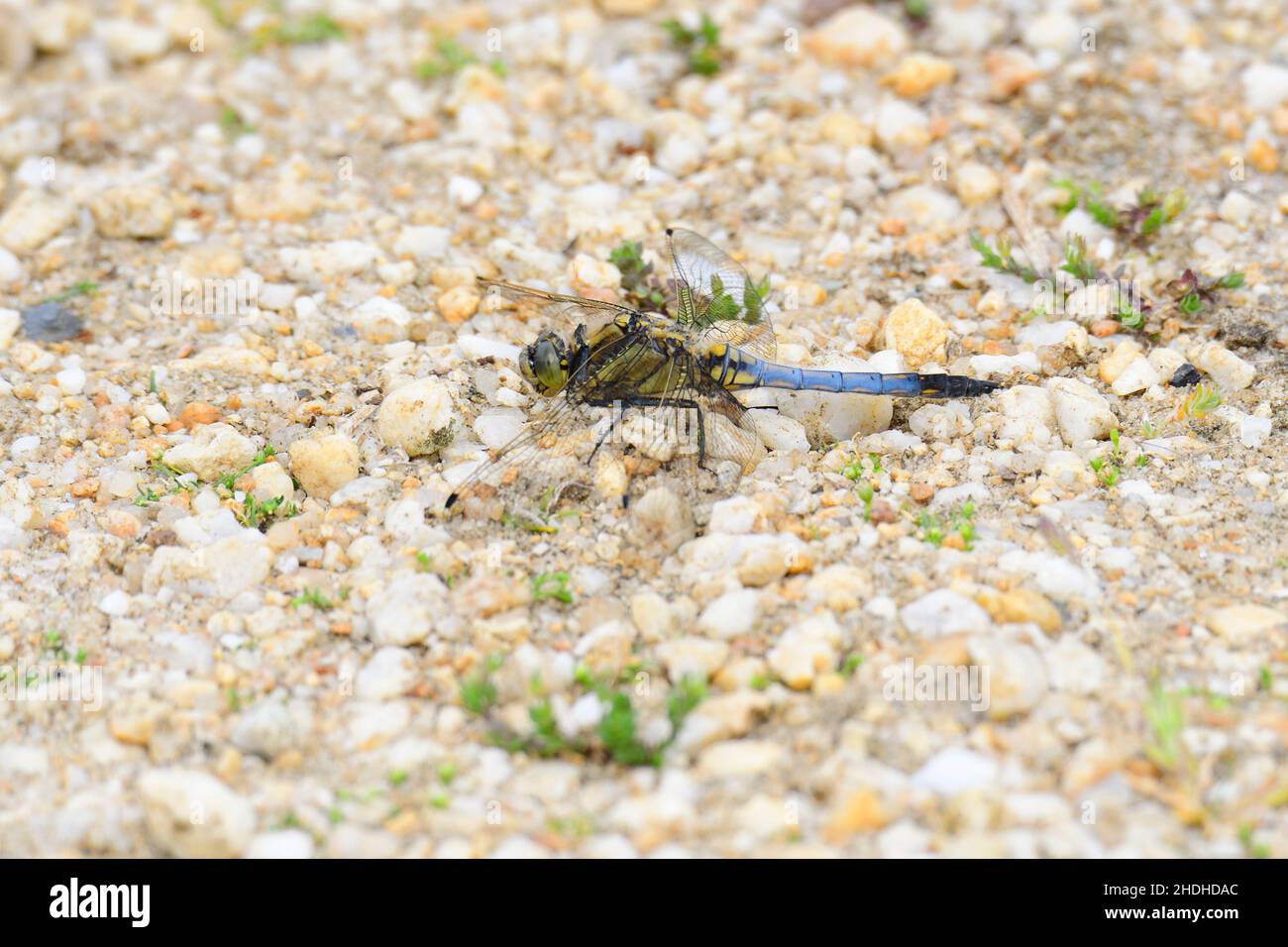 Dragonfly black view hi-res stock photography and images - Alamy