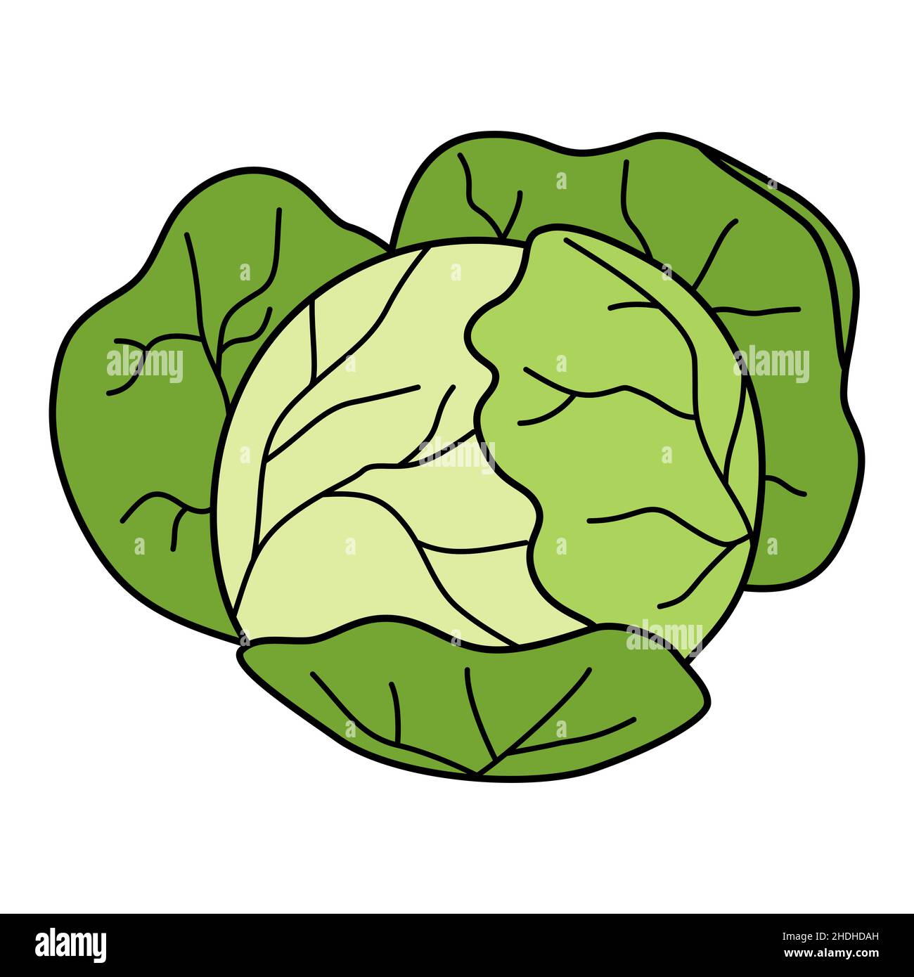 Cartoon cabbage head. Colorful vegetable. Vector illustration isolated ...