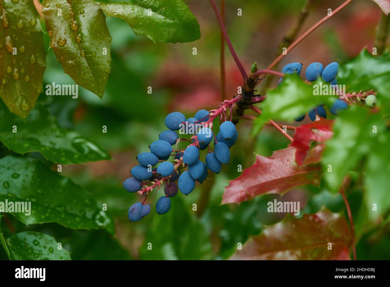 oregon grape, mahonien, oregon-grapes Stock Photo - Alamy