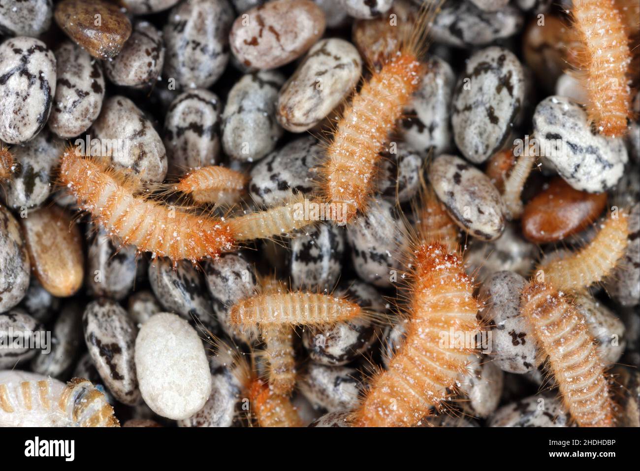 Khapra beetle (Trogoderma granarium) on chia seeds. Dermestidae family ...