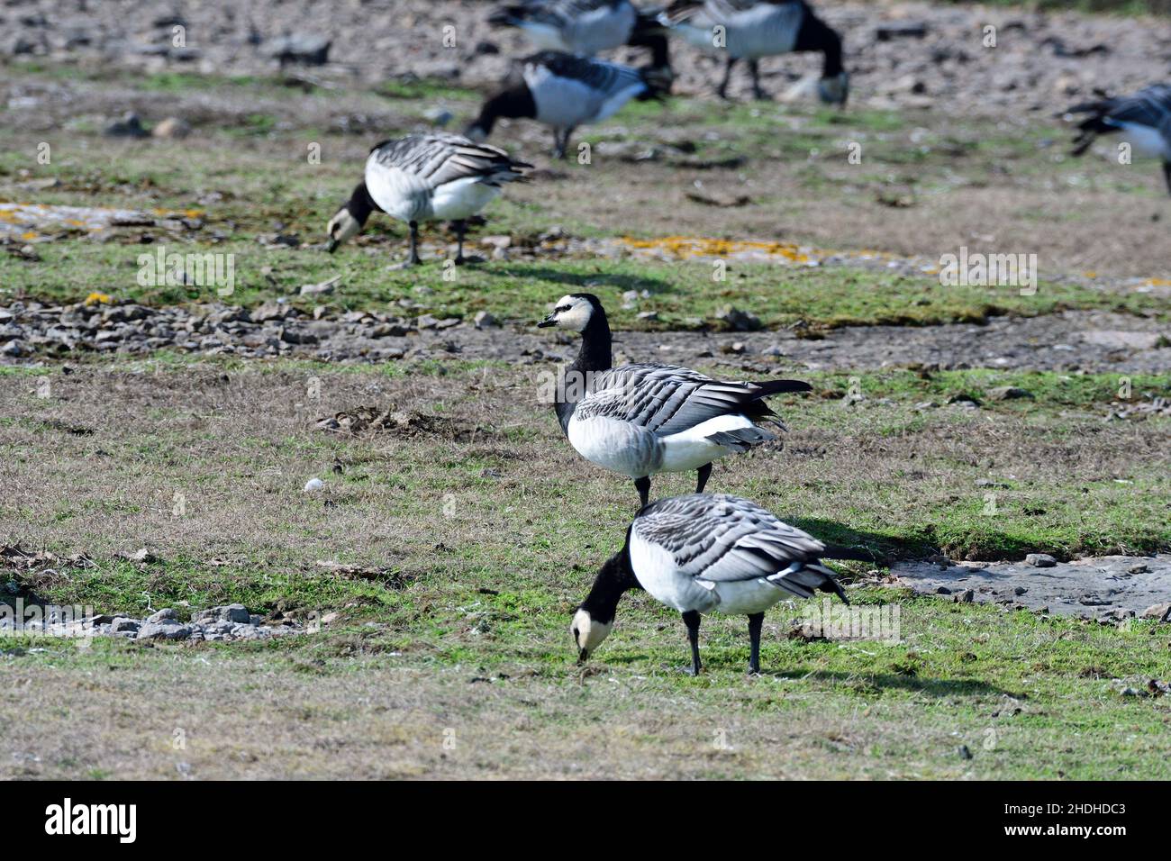 barnacle goose, barnacle gooses Stock Photo - Alamy