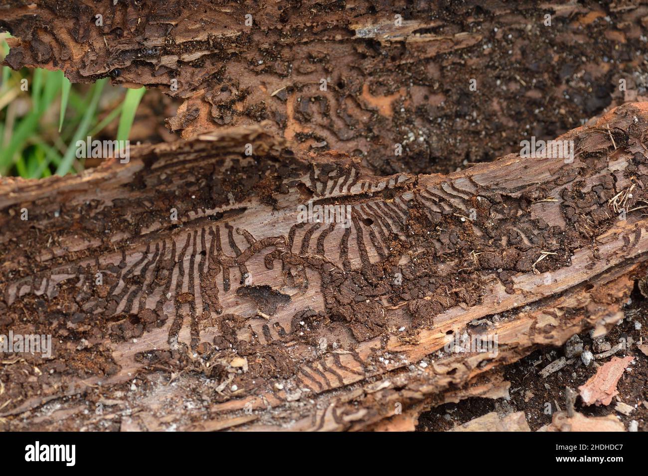 Traces of insects hi-res stock photography and images - Alamy