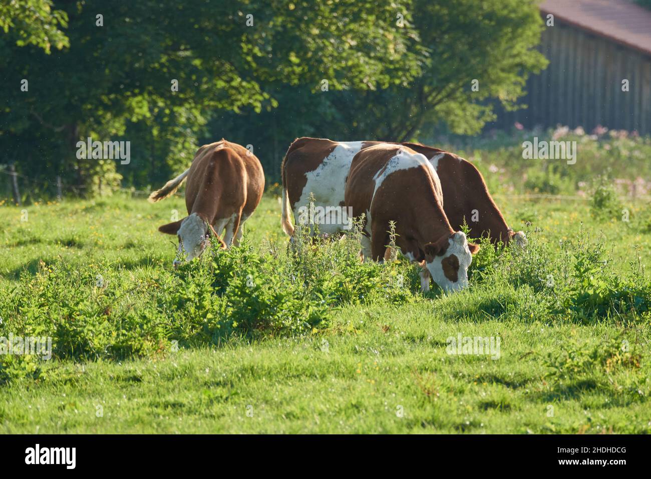 pasture, cows, pastures, cow Stock Photo - Alamy